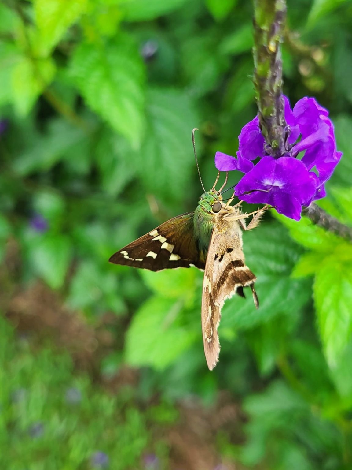 What is an Iowaska Ceremony? An Intro to This Spiritual Experience ...